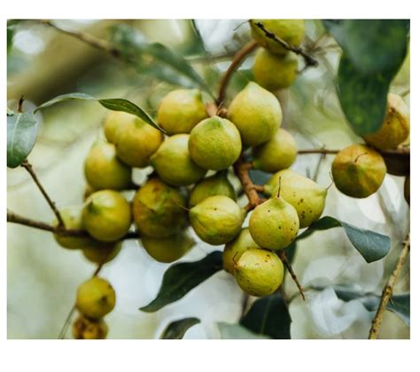 Macadamia Nuts Yapimer Global Ltd