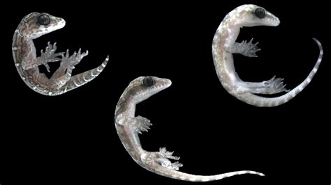 Division Of Vertebrate Morphology Sicb