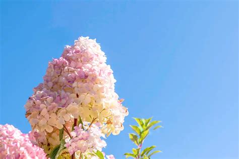 How To Grow And Care For Quick Fire Hydrangea