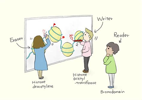 Decoding And Recoding The Epigenome Icems Research Scope Kyoto