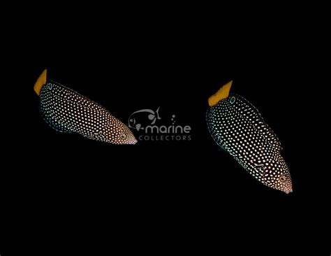 Yellow Tail Tamarin Wrasse Marine Collectors
