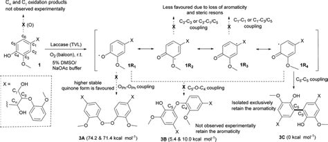 Scheme 2 Laccase Catalysed Oxidative Dimerization Of 1 Radical