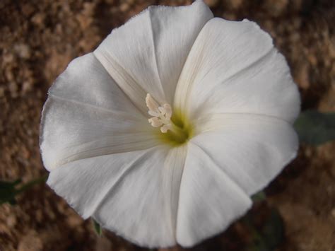 Correhuela Convolvulus Arvensis Plantas Riomoros