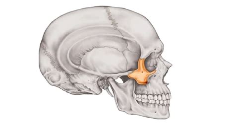 What Is Zygomatic Bone Where Is Zygoma Location