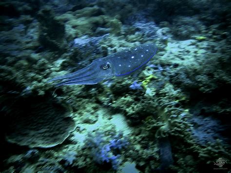 Cuttlefish Octopus Wall Facts And Photographs Seaunseen