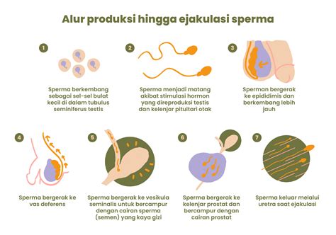 Mengetahui Cara Membedakan Sperma Subur atauTidak