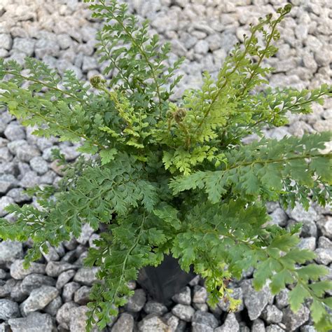 Polystichum Setiferum Herrenhausen Soft Shield Fern 35 Pot