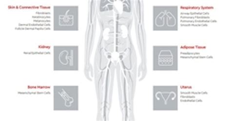 hla typed human primary cells