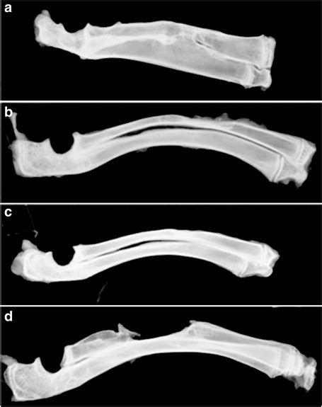 In Week 8 X Ray Group Sf Cpc Exhibits More Complete Bone Cortex The