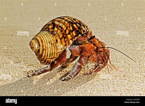 Empty Hermit Crab Shell