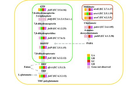 Overview Of The Folate Biosynthesis Pathway In The Four Leuconostoc Download Scientific Diagram