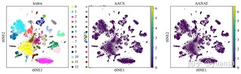 单细胞 SingleCellScanpy流程python 实现单细胞 Seurat 流程 知乎
