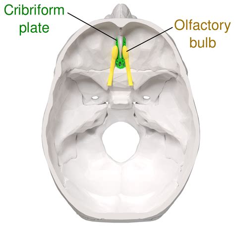 ملفcribriform Plate And Olfactory Nerve Superior Viewsvg المعرفة