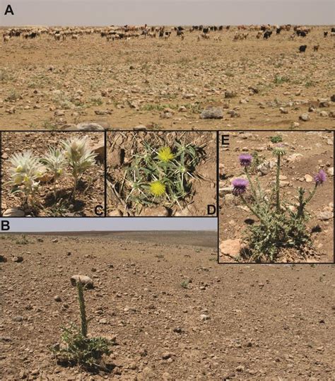 Desertification Process In Şanlıurfa Province In The Location Tr06 19