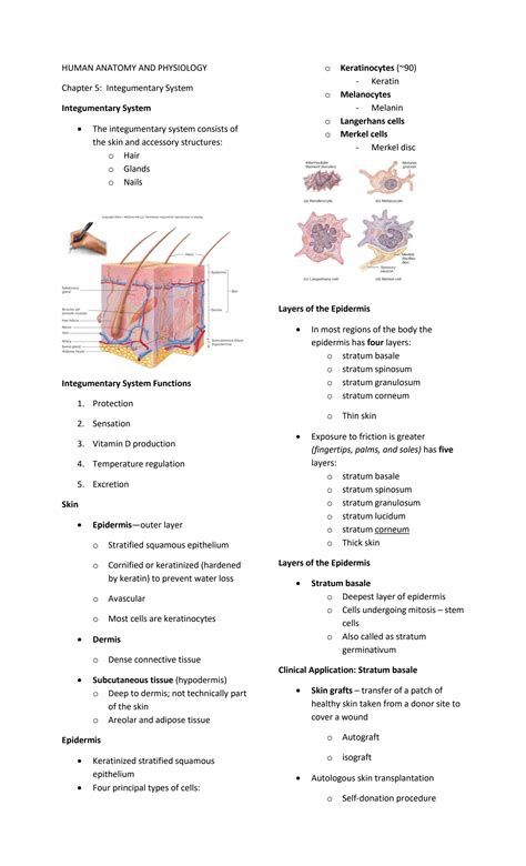 SOLUTION Chapter Integumentary System Studypool