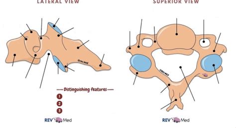 Features Of Cervical Vertebrae Diagram Quizlet