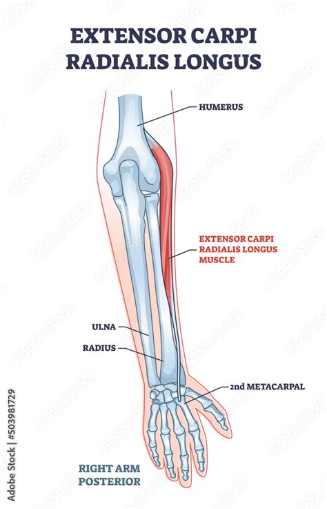 Forearm Extensor Muscles
