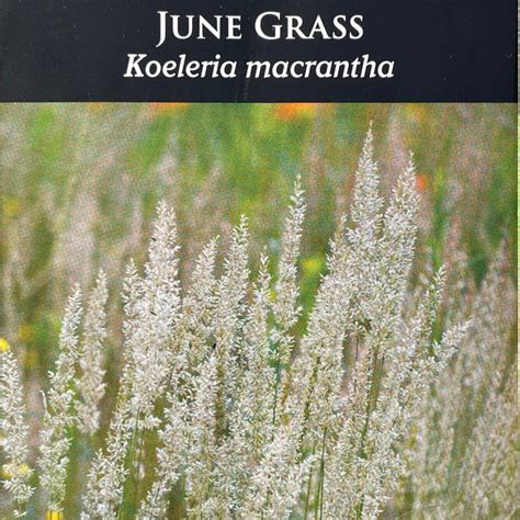 Seed Pack June Grass Koeleria Macrantha — Native Plants Unlimited Llc