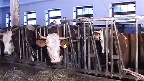 Busty German Blonde Tied Up And Fucked Hard Countryside Amateur Amateur Porn XHamster