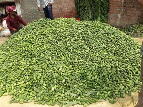 Parwal At Best Price In Kolkata By Confidence Id 2850311047630