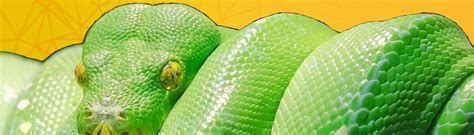 Learn Python With Dr Jones Edinburgh Genomics Posted On The Topic