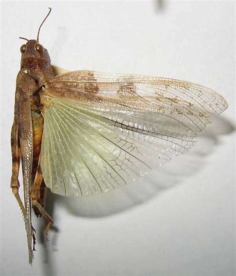 Trimerotropis Salina Bugguidenet