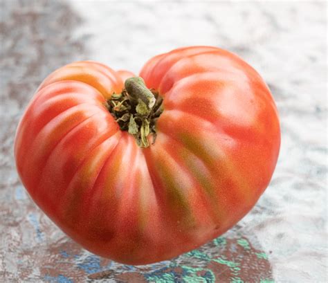 Brandywine Red Tomato Gaia Organic Seeds