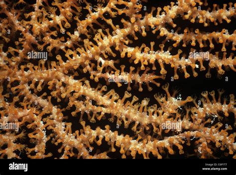 Gorgonian Corals Stock Photos & Gorgonian Corals Stock Images - Alamy