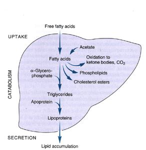 Sec Intracellular Accumulations Of Lipids Flashcards Quizlet