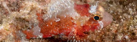 Discover The Barchin Scorpionfish Venomous Aquatic Beauty