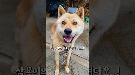 우울한 진돗개 황구 삼용이 Youtube