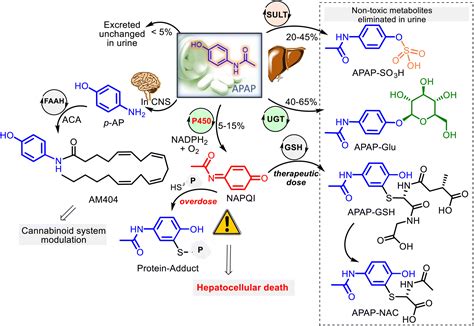 Acetaminophen Functional Groups