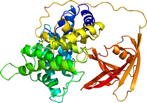 Haptocorrin Clipart Full Size Clipart 648243 Pinclipart