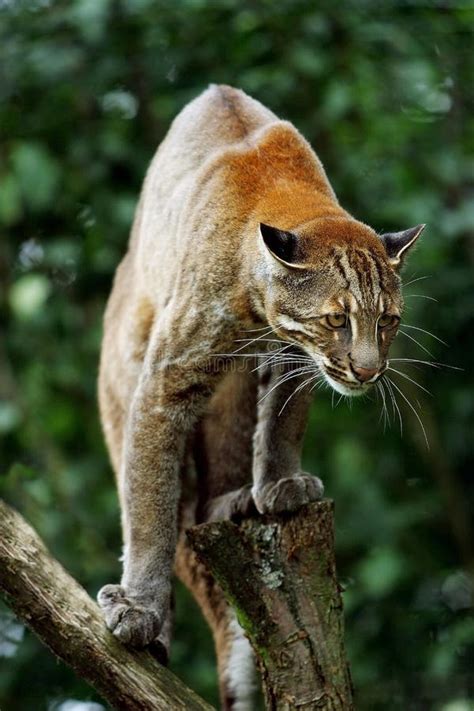 Asian Golden Cat Or Temminck`s Cat Catopuma Temmincki Portrait Of