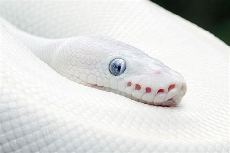 The Most Beautiful Blue Eyes 💙 Blue Eyed Leucistic Ball Python Photo By