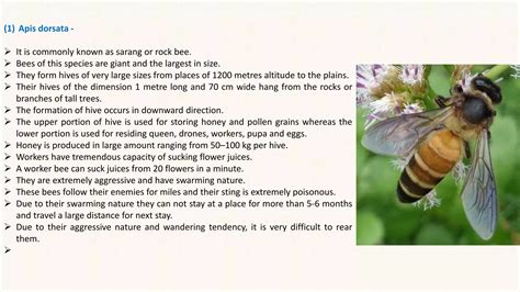 Apiculture123 Pptx
