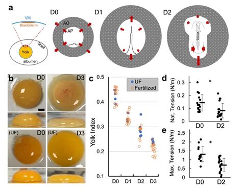 Environmental Forces Control Embryonic Development Gurdon Institute