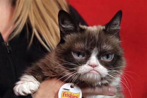 Life Alert Meme Grumpy Cat