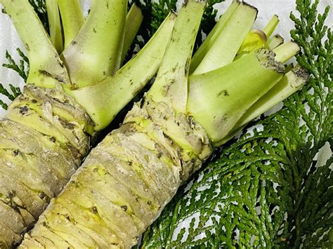 What Is Wasabi Japan Wonder Travel Blog