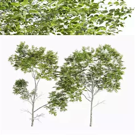 Quercus Variabilis 2tree02 Free 3d Model Cgtrader