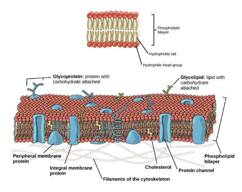 Fluid Mosaic Model Cholesterol