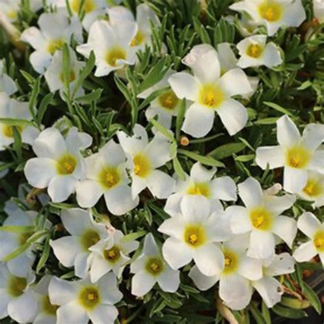 Oxalis Massonorum Series Bulb Pack Of 6 Bulbs