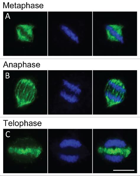 Formation Of Triploid Plants Via Possible Polyspermy Pmc