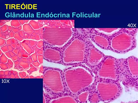 Aula 3 Tecido Epitelial Glandular 1 Pdf
