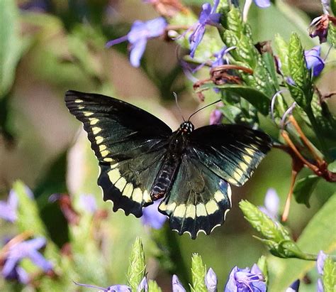 Polydamas Swallowtail Battus Polydamas Linnaeus 1758 Butterflies