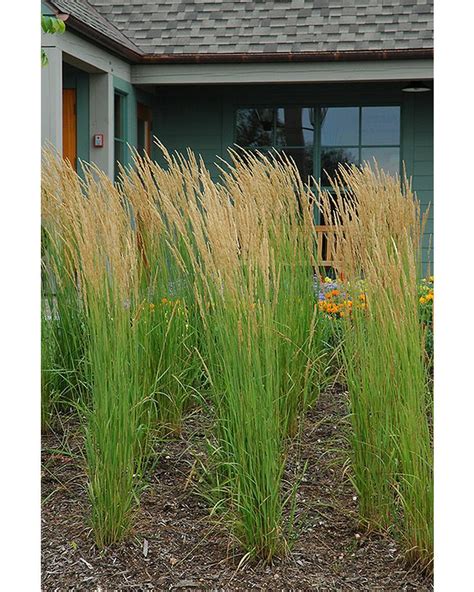 Departments Grass Calamagrostis Karl Foerster