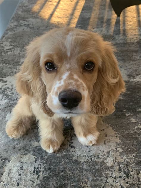 Jax The Cocker Spaniel