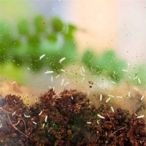 Springtails For Sale Simple And Easy Bioactive Bugs
