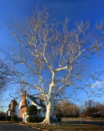 Comprehensive Guide To Sycamore Tree Care And Varieties Lovetoknow