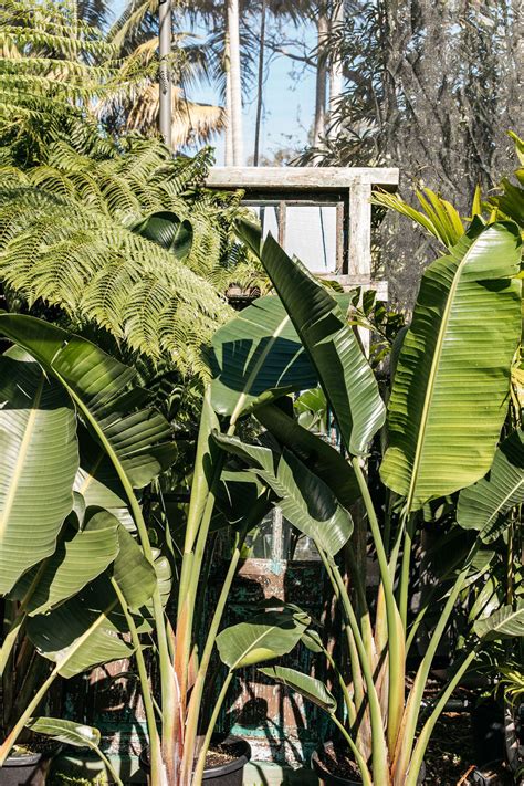 Giant White Bird Of Paradise Giant White And Blue Bird Of Paradise